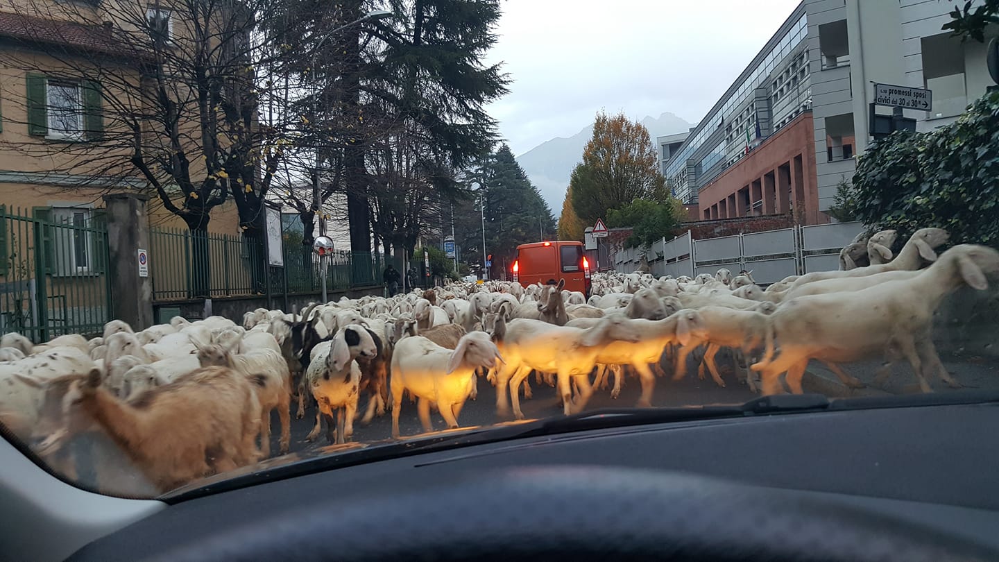 Transumanza patrimonio Unesco: tradizione lariana per eccellenza ...