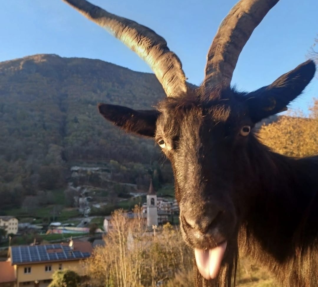 Mostra della Capra Orobica: è tutto pronto - Prima Lecco